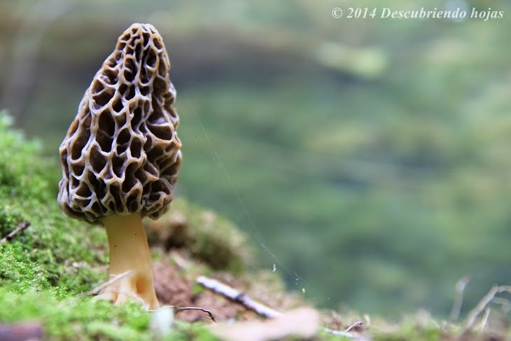 Descubriendo hojas: La colmenilla