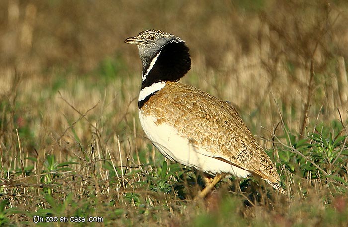 El Herrerillo: Sisón común (Tetrax tetrax)