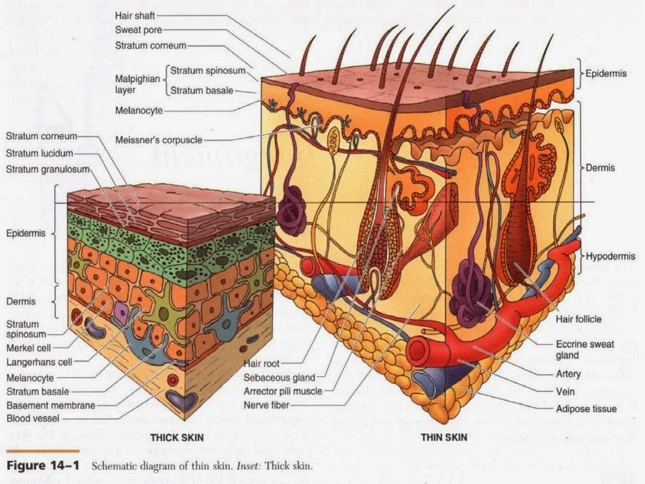 Sistem Integumen - A Learner