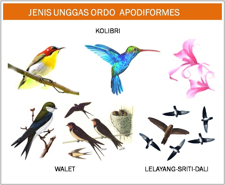 JENIS-MACAM & GAMBAR HEWAN-BURUNG-UNGGAS [AVES] - freewaremini