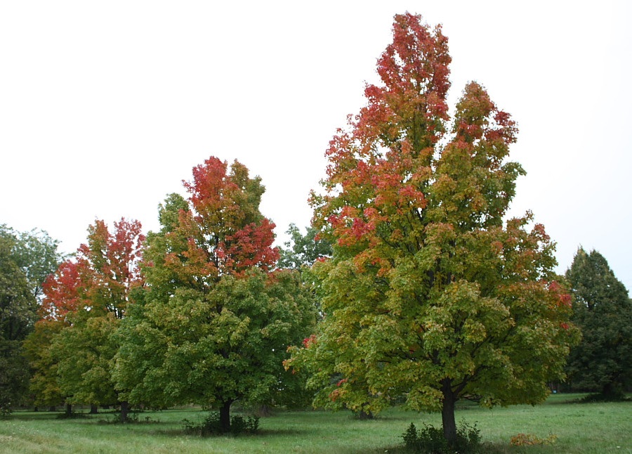 Trees Planet: Acer rubrum – Red Maple