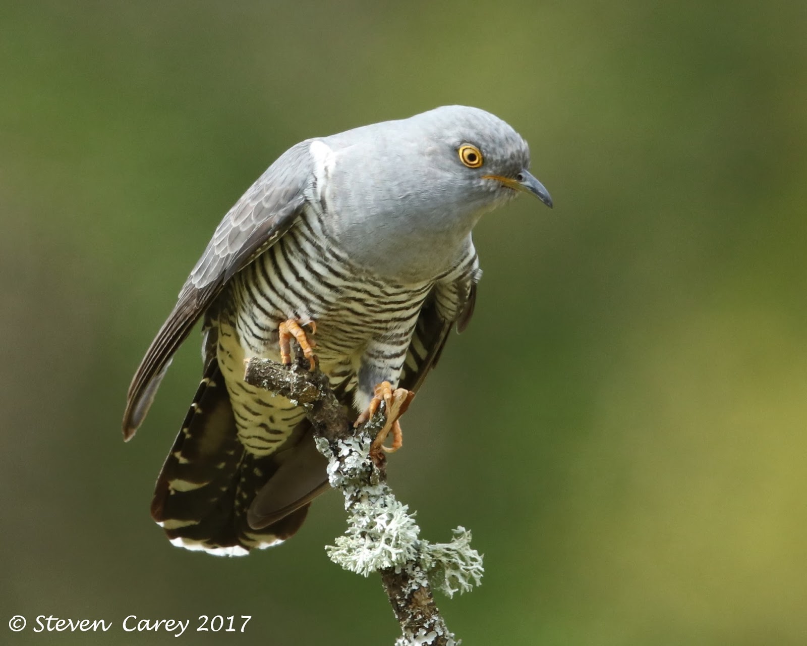 Steve Carey Bird Photography: Cuckoo (Cuculus canorus)