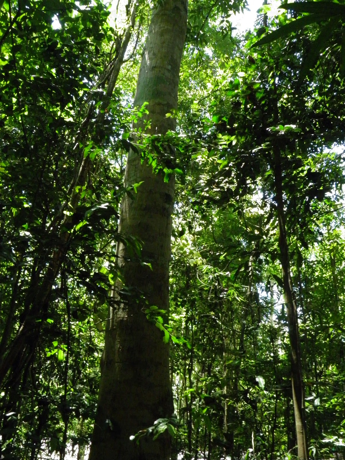 noel autor: A Taste of Nature at Initao-Libertad Protected Landscape ...