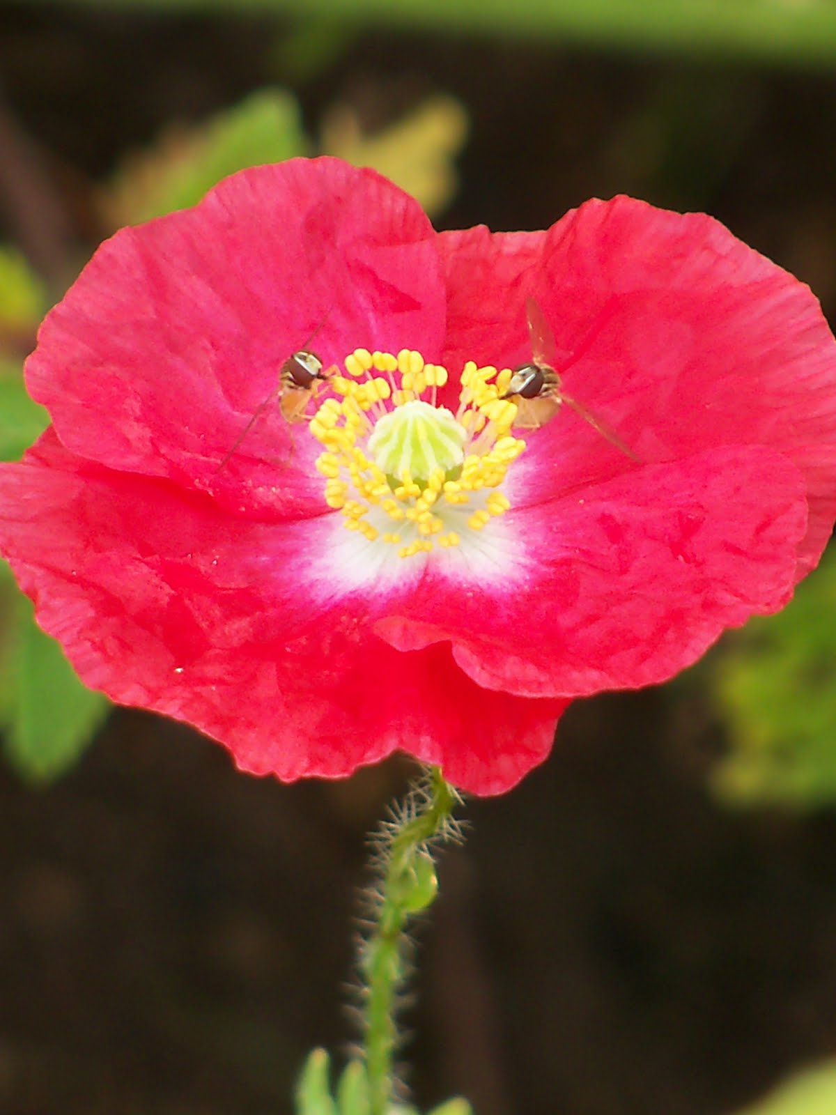 New England as I see it: Miniature Poppies
