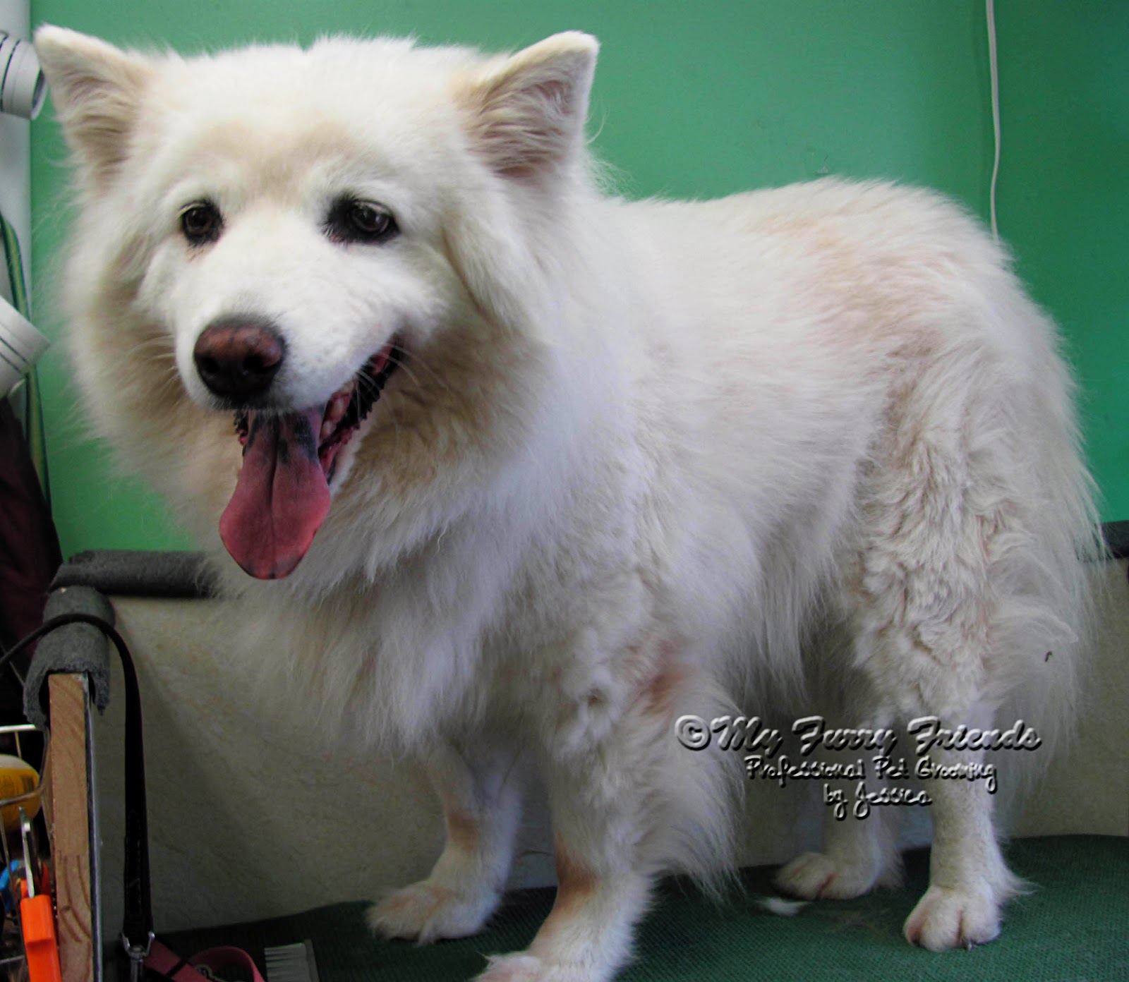Samoyed Corgi Mix