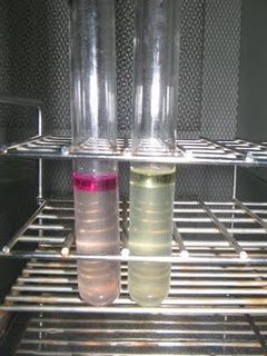 BIOLOGI I: LAPORAN PRAKTIKUM MIKROBIOLOGI UMUM IDENTIFIKASI BAKTERI ...