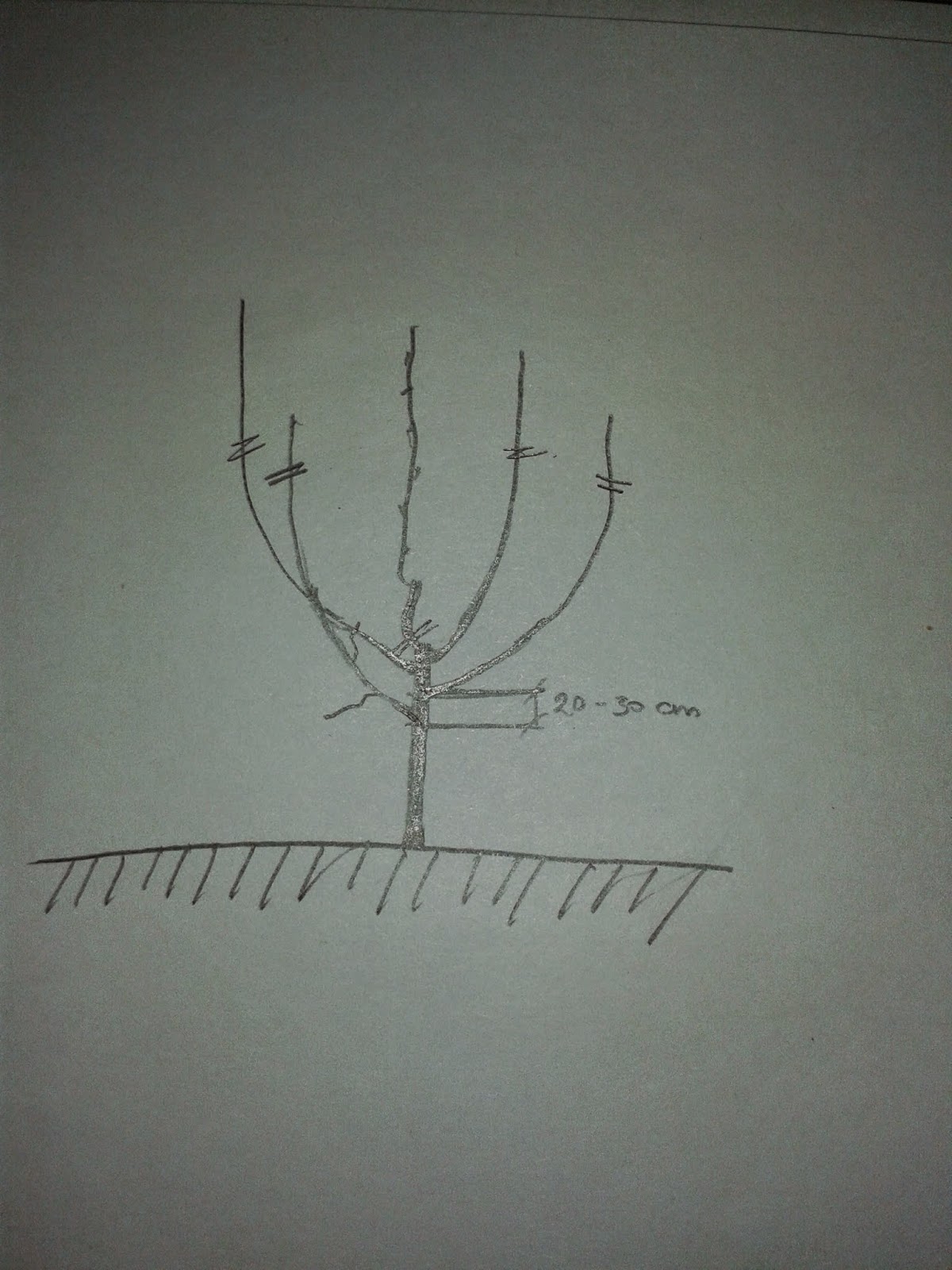 sasvimprirodna: REZIDBA LEŠNIKA
