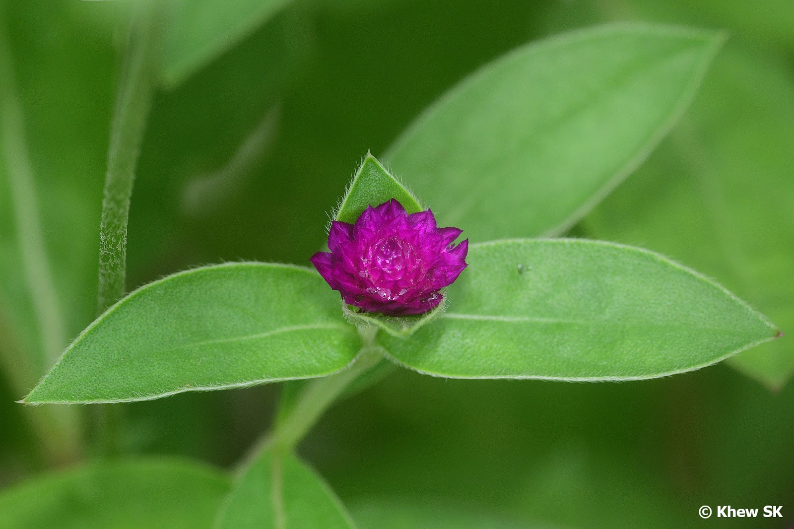 Butterflies of Singapore: Favourite Nectaring Plants #17