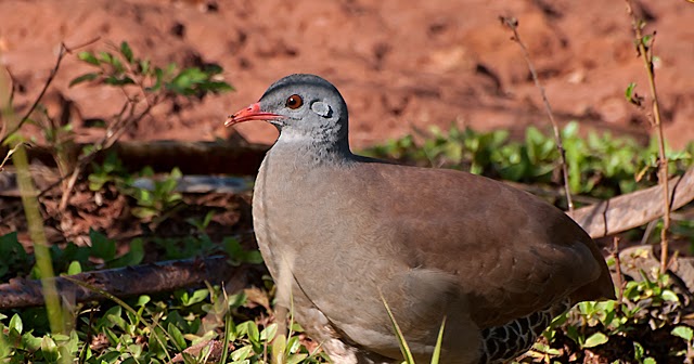 Variety of Life: Tinamidae