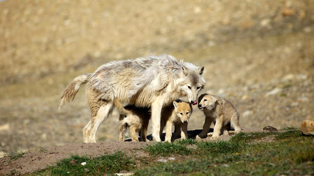 White Wolf : Amazing pictures of the Arctic wolves in the High Arctic.