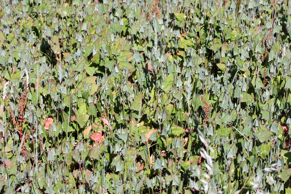 Natural Musings: Chenopod salt bladders