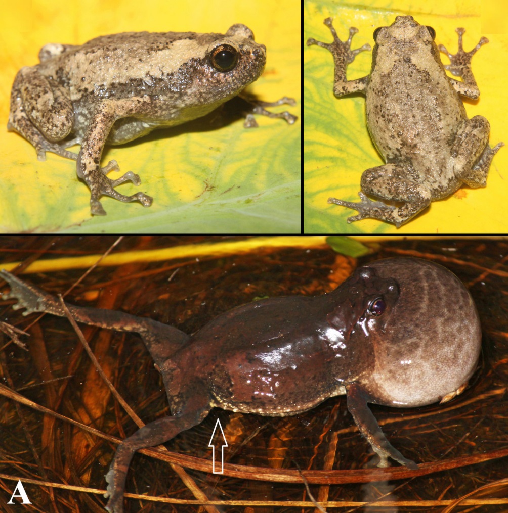 Species New to Science: [Herpetology • 2018] Kaloula ghoshi • Taxonomic ...