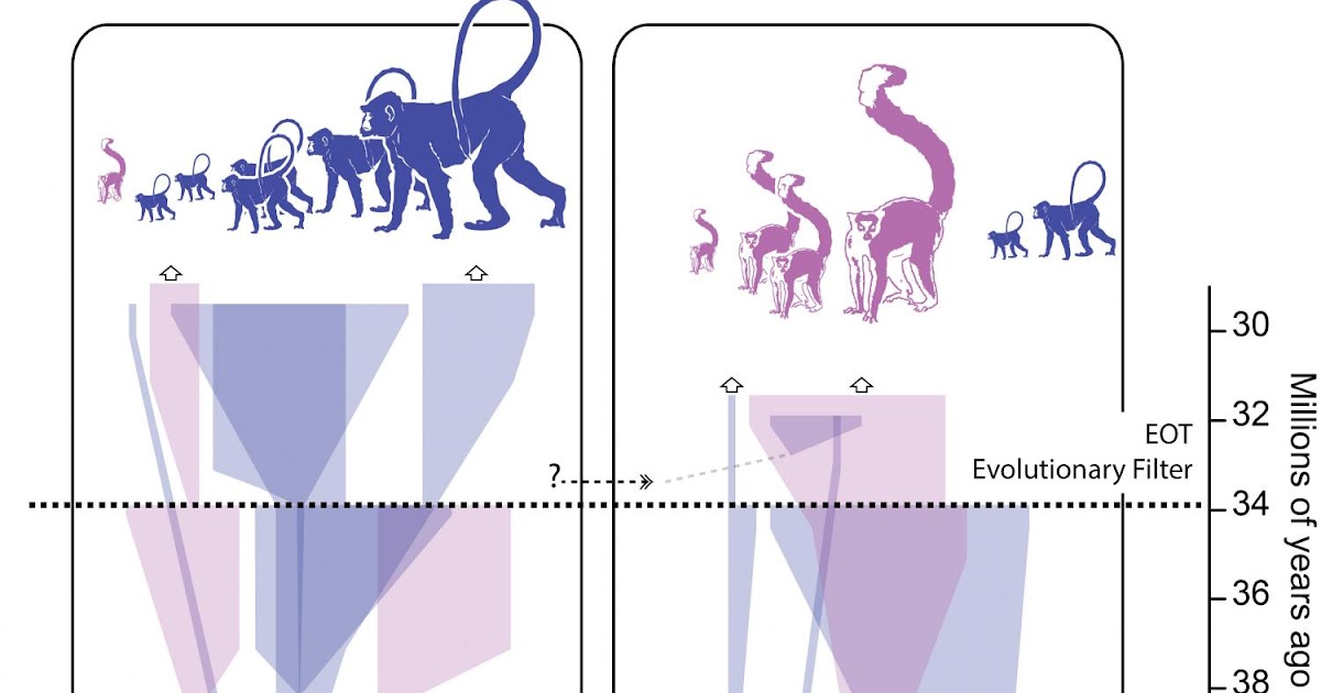 Species New to Science: [PaleoMammalogy • 2016] Oligocene Primates from ...