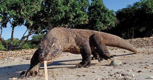 8 Fakta Tentang Hewan Komodo!! - Blog Hertzer ZonE