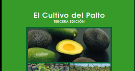 Cultivos Agrícolas: EL CULTIVO DEL PALTO
