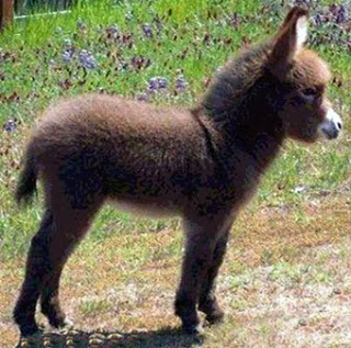 Wesley Morais: O Jumentinho somos nós: