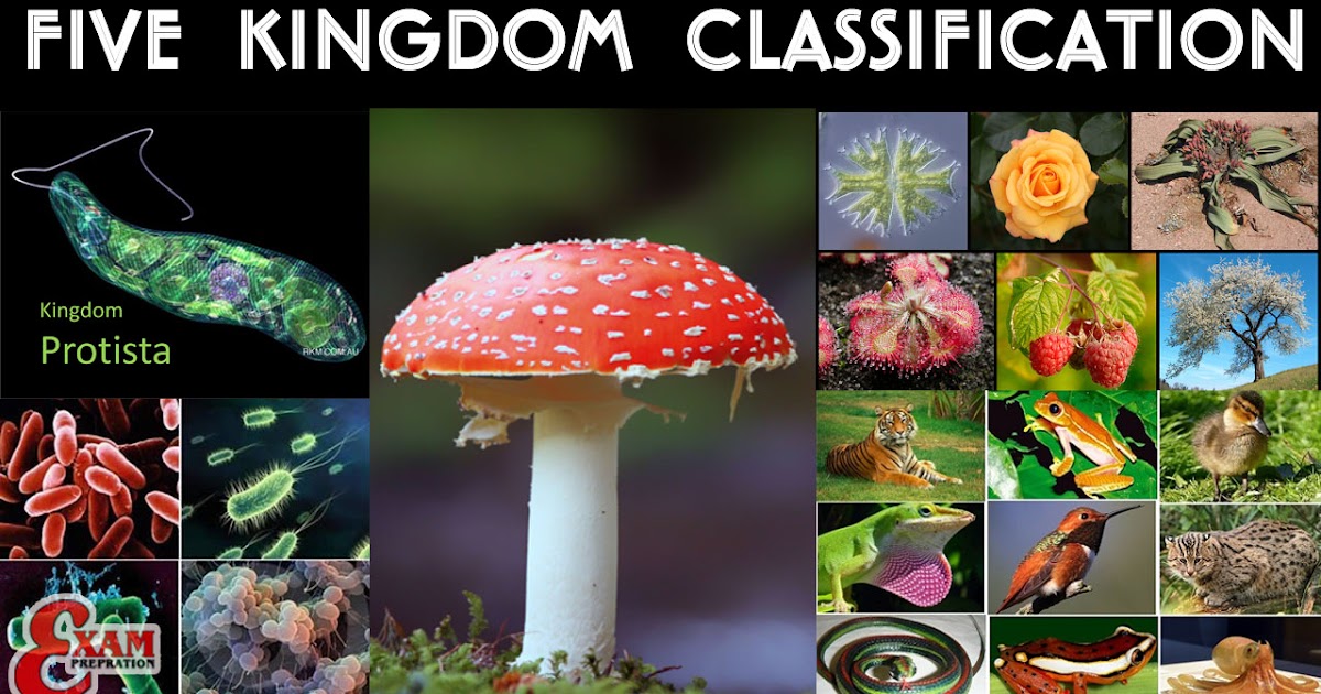 Exam Preparation - Biology Study Material and Notes