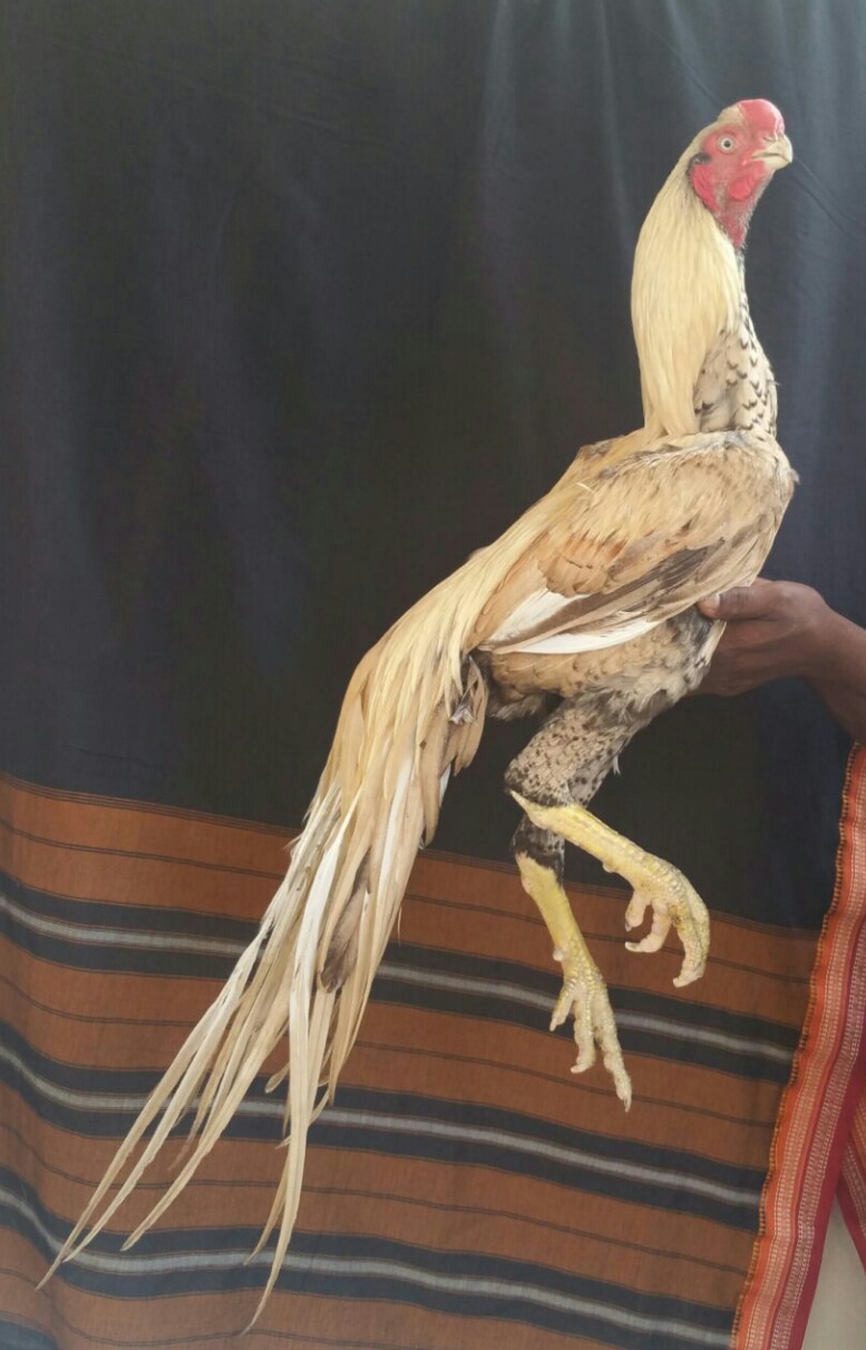 தமிழ்நாட்டின் சேவல் சண்டை, அதன் வகைகள் Tamil nadu seval sandai and it's ...