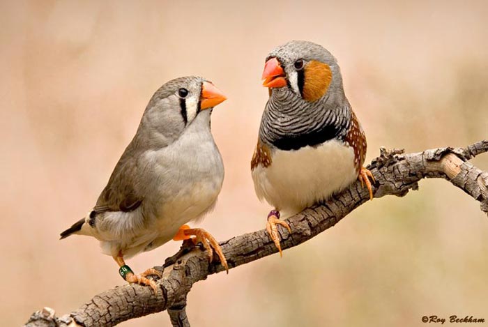 Zebra Finch Colors