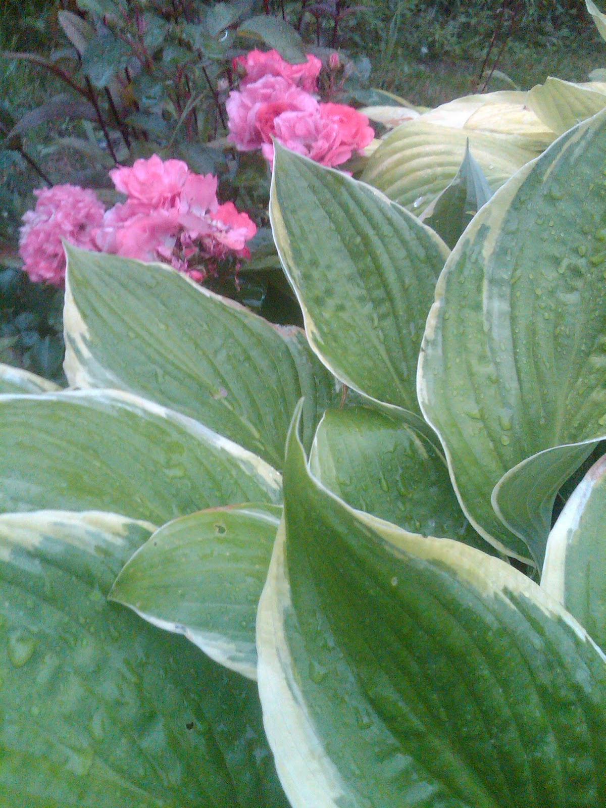 Annie's Gardening Corner: True Colors