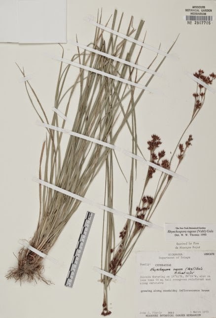 Humedales en Puerto Rico Papo Vives et al: RHYNCHOSPORA RUGOSA CLAYBANK ...