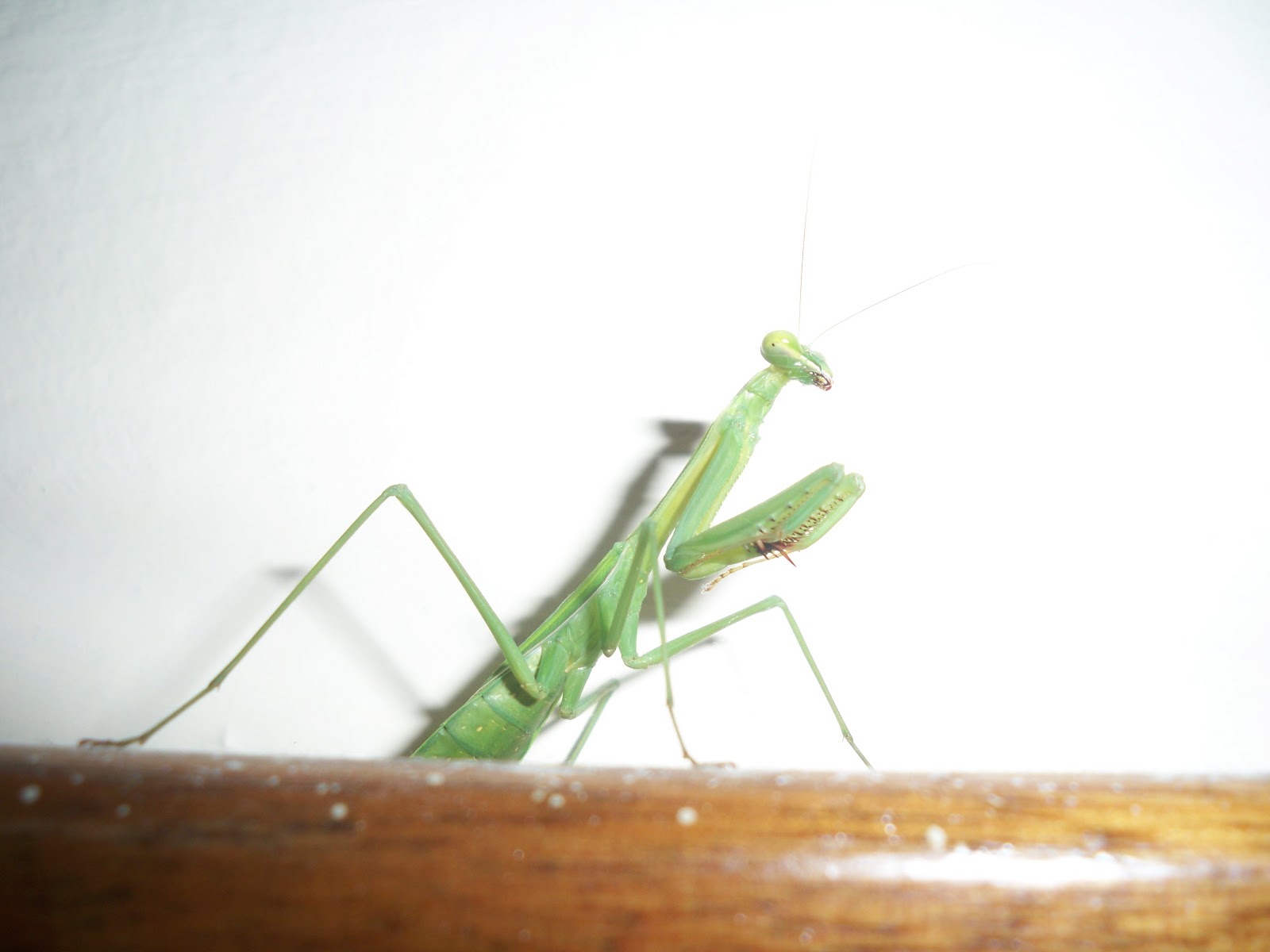 Save and Grow: Southern Style Praying Mantis