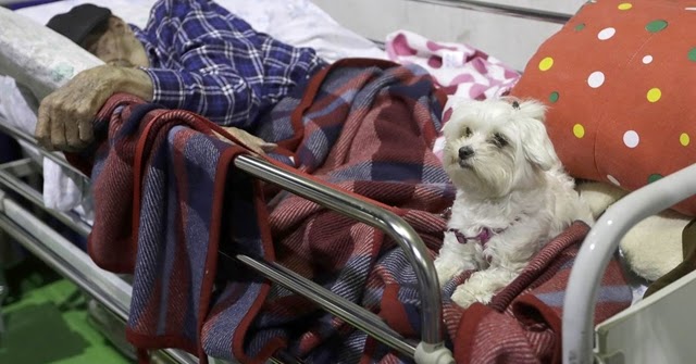 [CONTENCIÓN] Hombre de 97 años es consolado por un pequeño perro luego ...