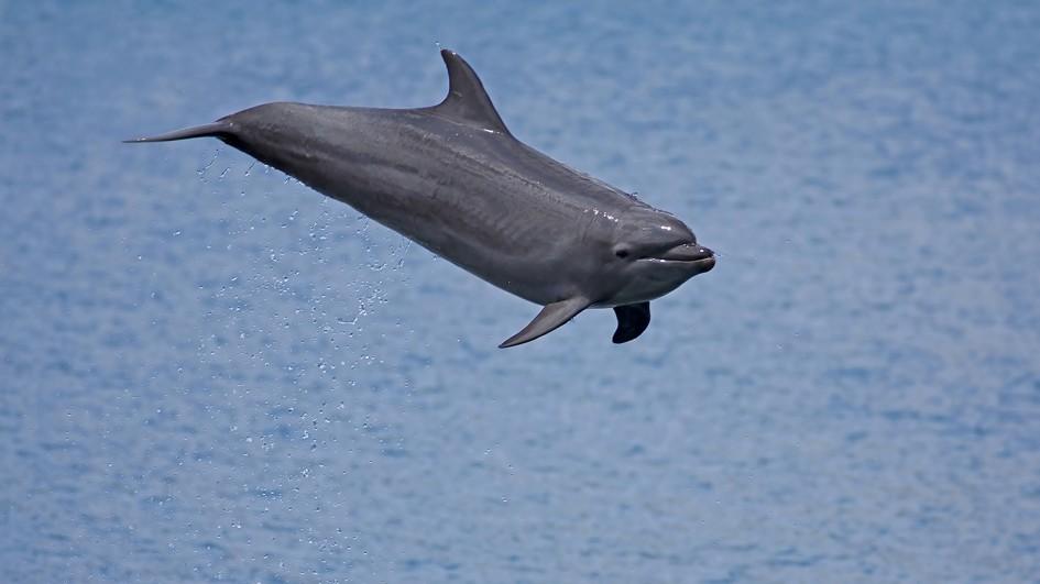 About Animal Bottlenose Dophin Fish - Animals Point | DaddyFile