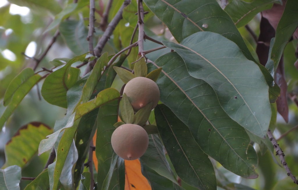 ALAM TUMBUHAN: KELUARGA MERANTI / MERANTIA [Dipterocarpaceae family]