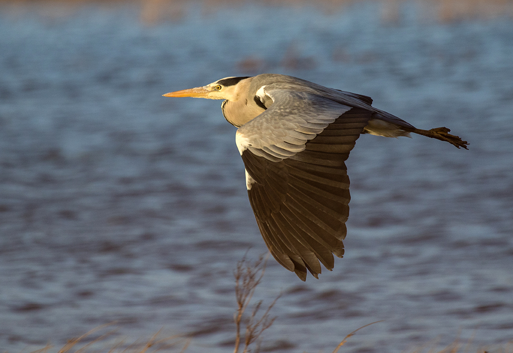 Pembrokeshire Birds: Angle Area