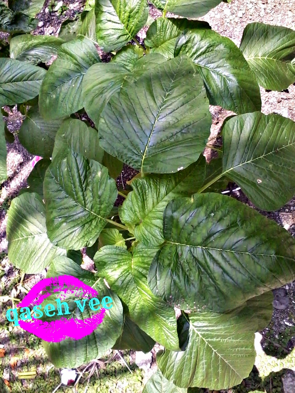 Bayam Berduri Lembutkan WajahSuatu Perjalanan