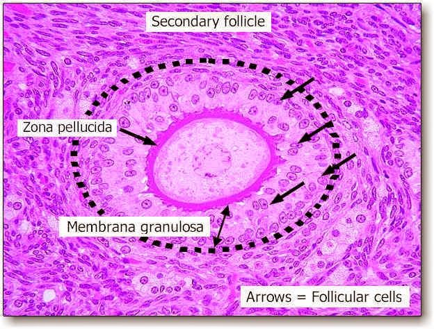 Ciencias de Joseleg: 12 NACIMIENTO Y MUERTE DE UN ÓVULO