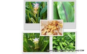 Tanaman Obat : TEMU PUTIH | Manfaat dan Khasiat