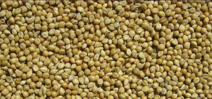 pasari-exotice.blogspot.com: Cinteza australiana zebrata (Zebra Finch)