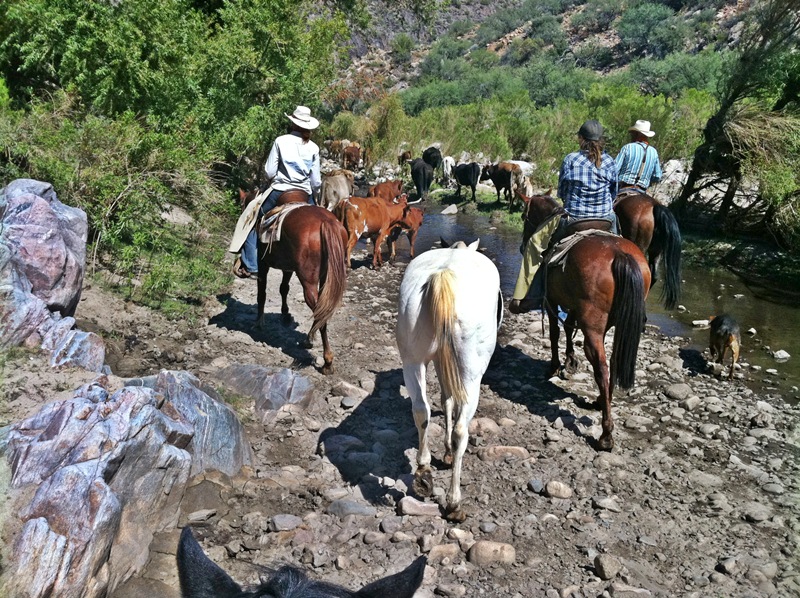 Vacation at the Williams Family Ranch, Arizona