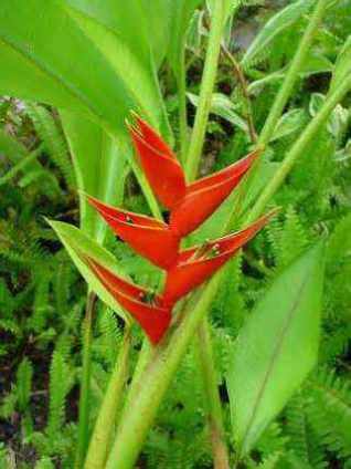 Heliconia Flower Color Plant