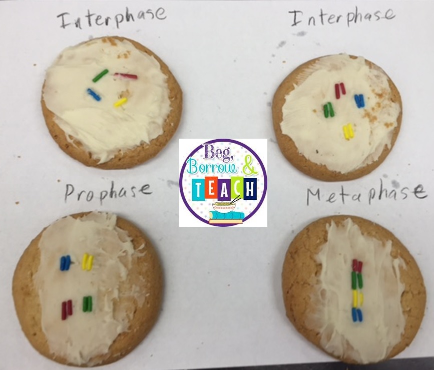 Beg, Borrow, and Teach!: Using Sweets to Teach Mitosis and Meiosis