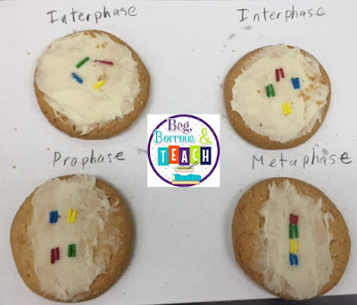 Beg, Borrow, and Teach!: Using Sweets to Teach Mitosis and Meiosis