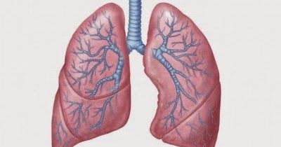 Tips Trick: struktur dan fungsi paru paru bagi manusia