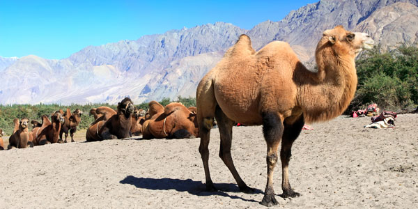 Punuk Unta, Apa sih Isinya? - Soenandiyo Blog's