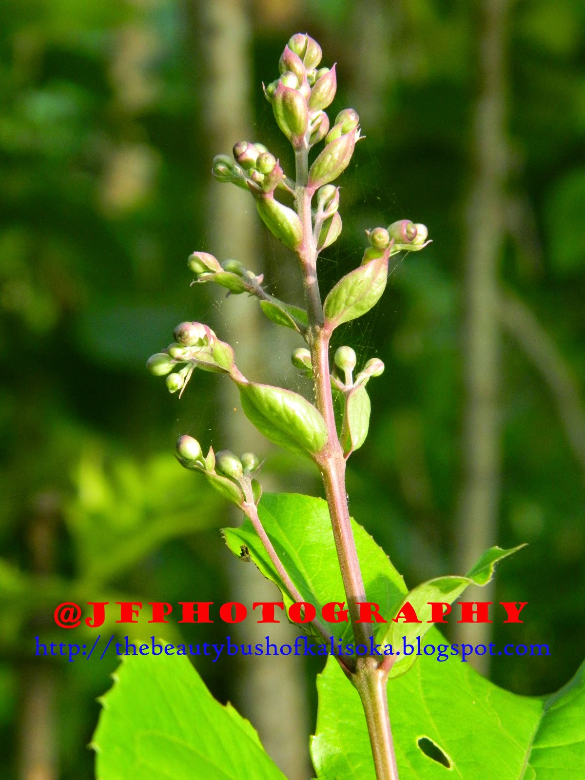 10+ Gambar Bunga Berwarna Hijau - Gambar Bunga Indah