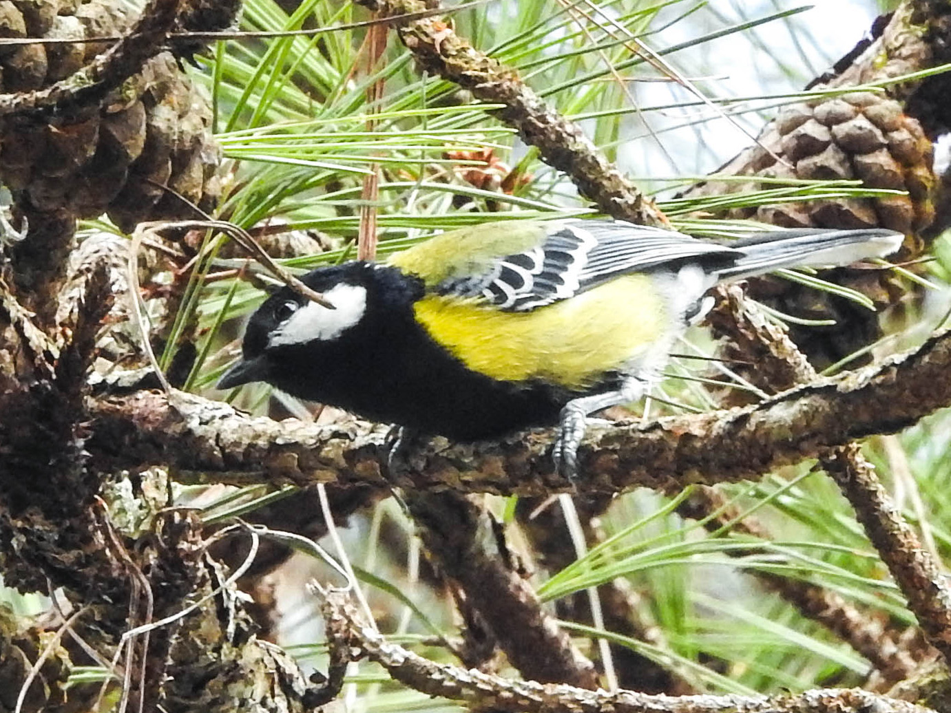 Good Morning Vietnam (GMV): 6 things about Mount Lang Biang you should know