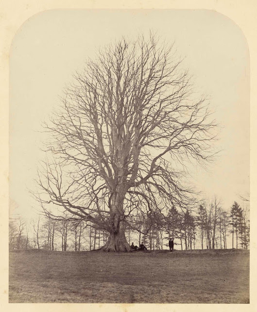 Spencer Alley: Photographs of 19th-century Trees