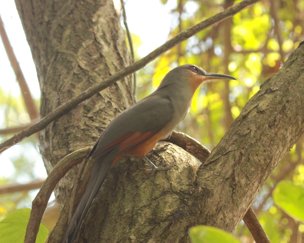 The Nomadic Naturalist: Dominican bird highlights