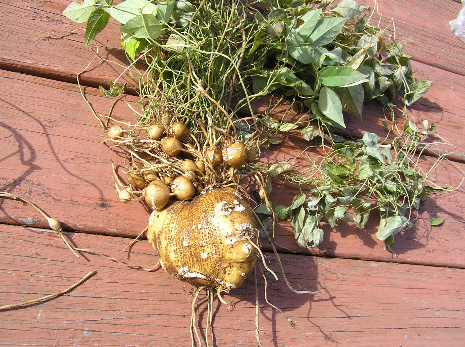 Rare Edible Root Crops: My apios