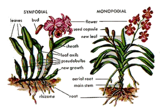 Anggrek Bulan ~ ^^It's Knowledge^^