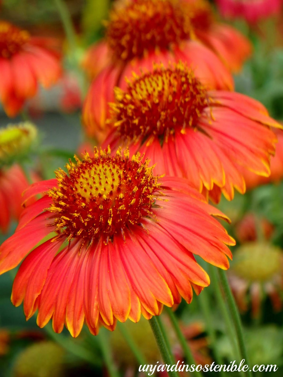 Gaillardia aristata (Gallardía)
