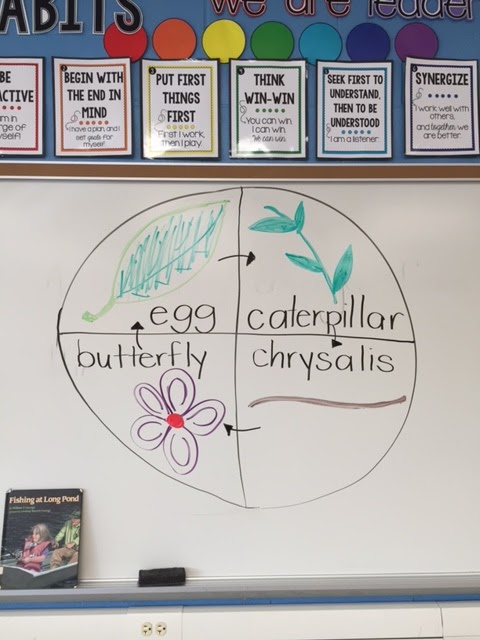 Creating an Edible Butterfly Life Cycle - Teaching in Stripes