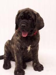 Dogs Info: Alangu Mastiff