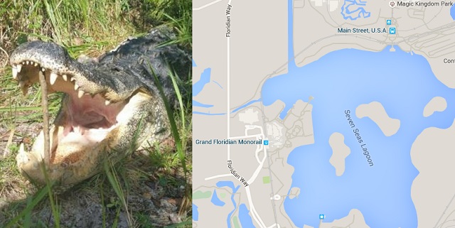 Grand Floridian Disney World Alligator